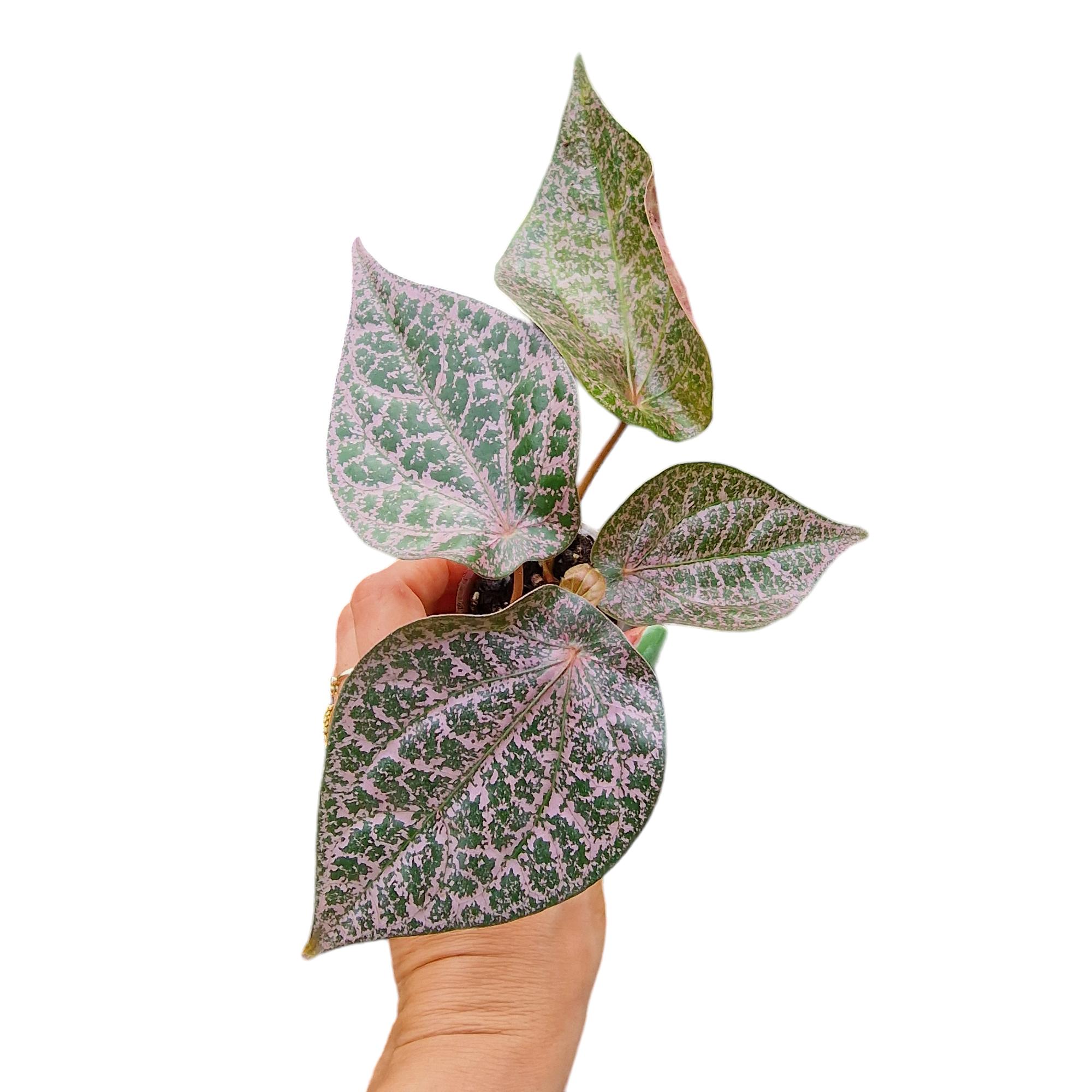Piper Ornatum Babypflanze | Urban Jungle