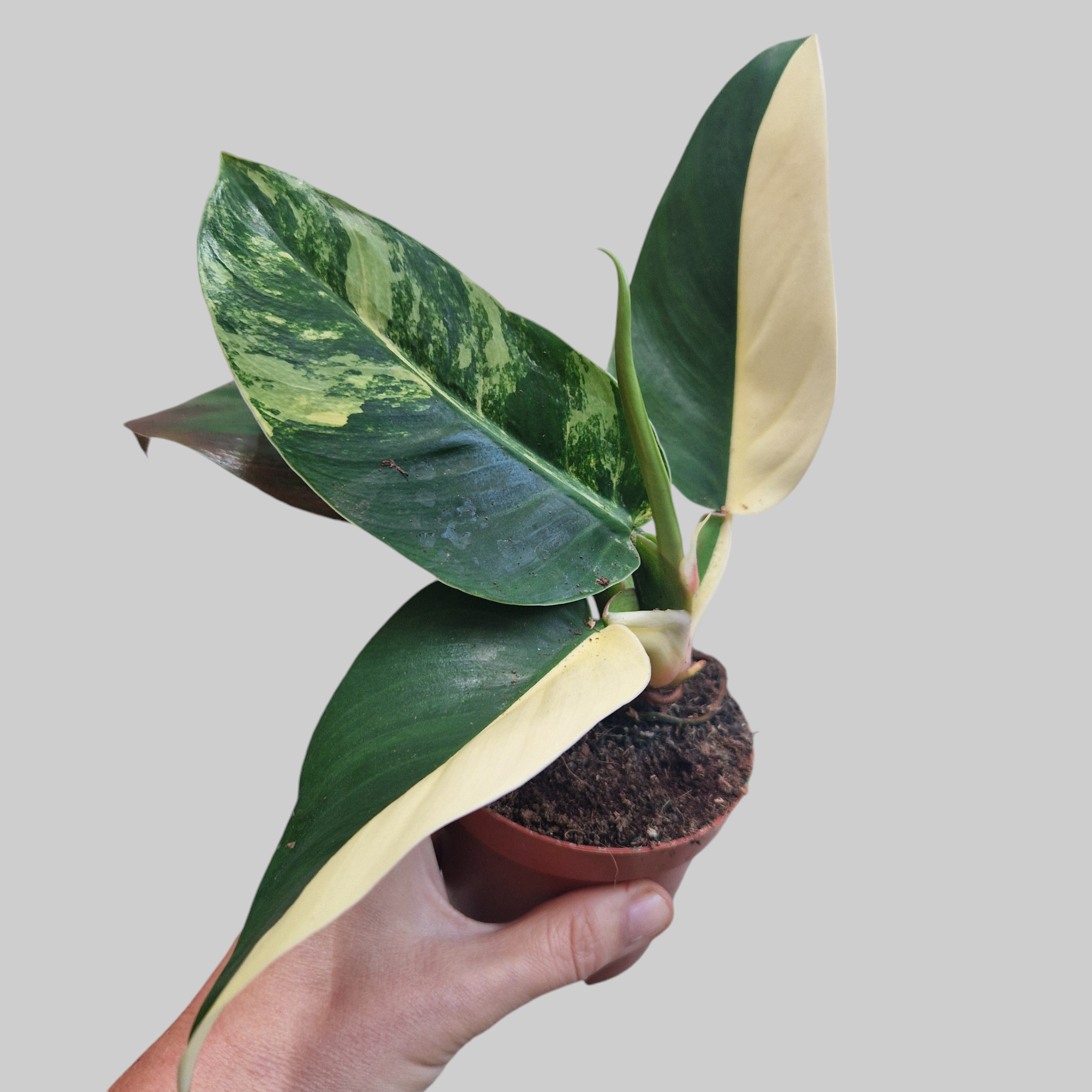 Philodendron Green Congo Variegata | Urban Jungle